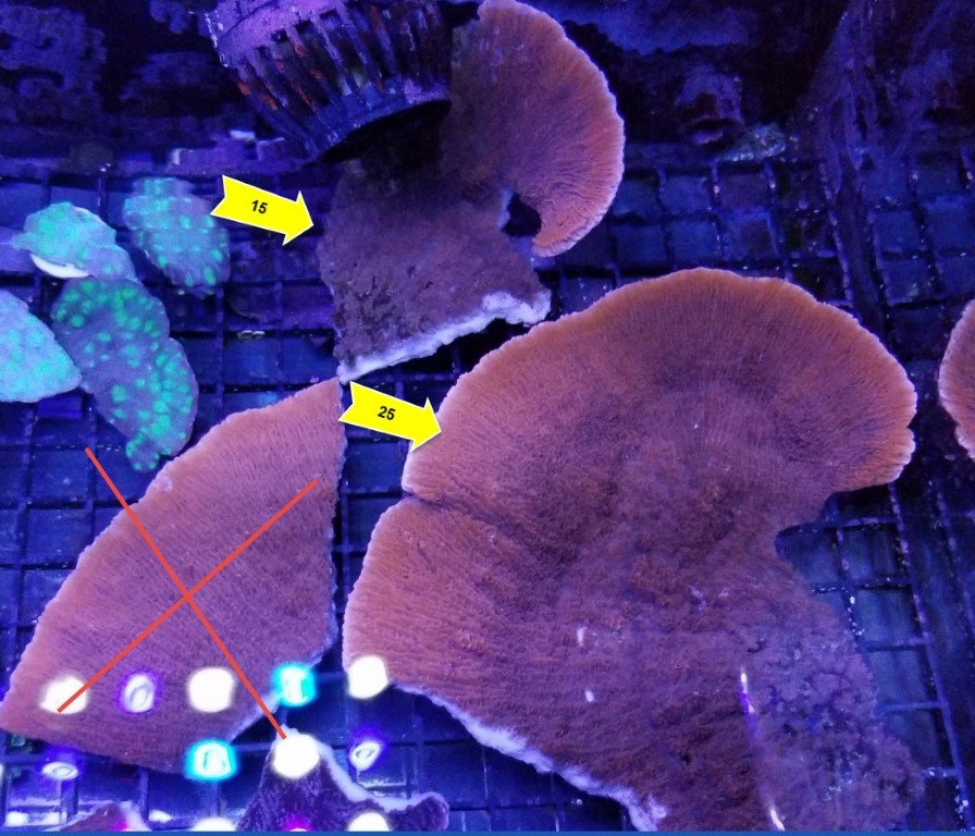 Alien eye chalice / Red&Grape monti / Green eye Zoa $25-1 - Livestock ...