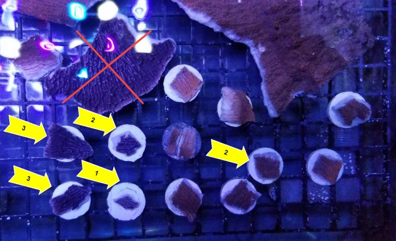 Alien eye chalice / Red&Grape monti / Green eye Zoa $25-1 - Livestock ...