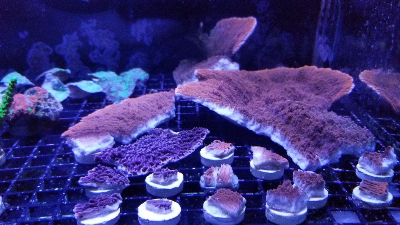 Alien eye chalice / Red&Grape monti / Green eye Zoa $25-1 - Livestock ...