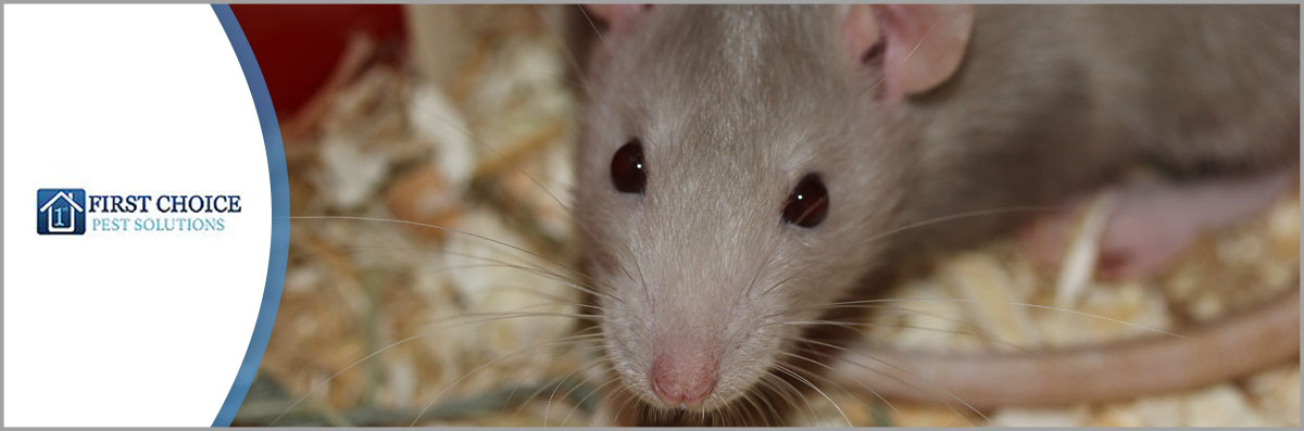 First Choice Pest Solutions LLC Offers Rodent Control in Covington, LA