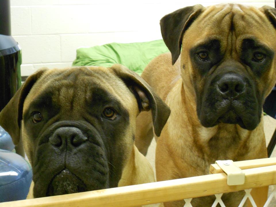 Addison Animal Hospital | Veterinarian in Addison, IL