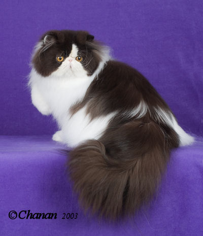 Smashed Face Cat Breeds
