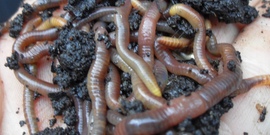 Cornell Cooperative Extension