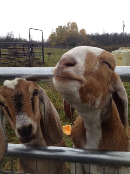 Cornell Cooperative Extension | 4-H Goat Program