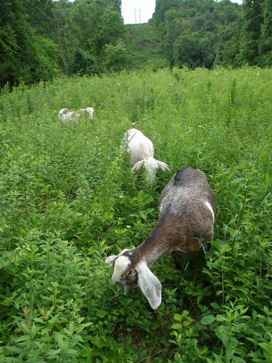 Cornell Cooperative Extension | Breeding and Market Goats