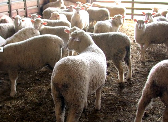 Cornell Cooperative Extension | 4-H Sheep Program