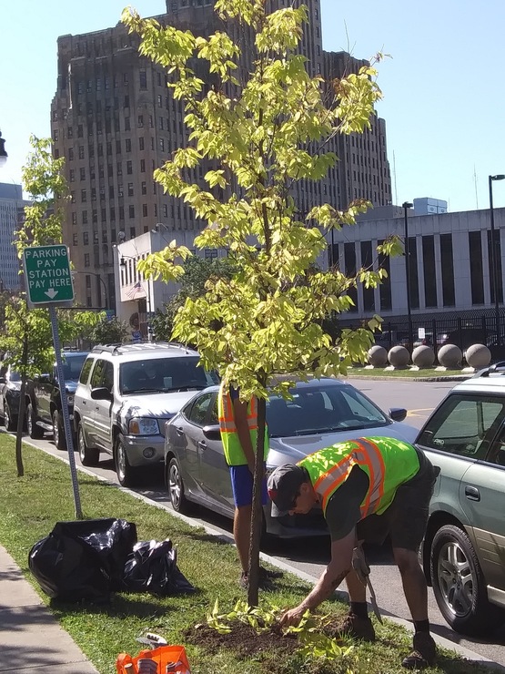 Cornell Cooperative Extension | WNY CommuniTREE Steward (CTS) Project