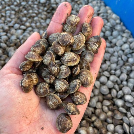 Cornell Cooperative Extension | CCE Marine