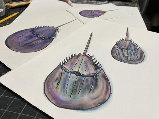 Cornell Cooperative Extension | CCE Marine