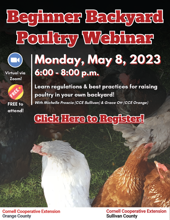 Cornell Cooperative Extension | Beginner Backyard Poultry Webinar