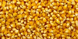 Cornell Cooperative Extension