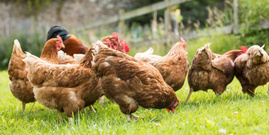 Cornell Cooperative Extension | Suffolk County Farm