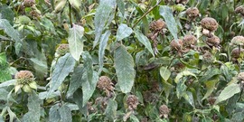 Cornell Cooperative Extension | Nature Calls Podcasts: Conversations from the Hudson Valley