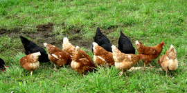 Cornell Cooperative Extension | 4-H Animal Projects