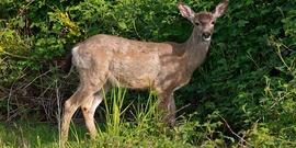 Cornell Cooperative Extension
