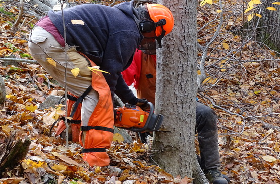 Cornell Cooperative Extension | Game of Logging - Level 2