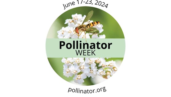 Cornell Cooperative Extension | Pollinator Week - Give Your Garden Wings!