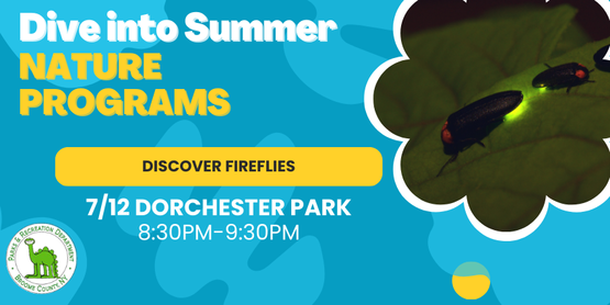 Cornell Cooperative Extension | Discover Fireflies