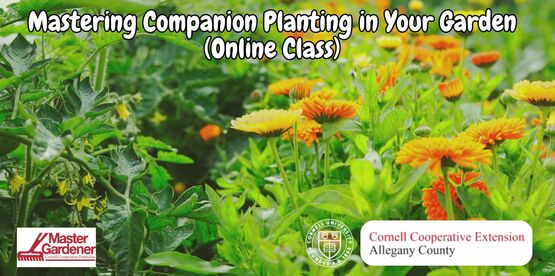 Cornell Cooperative Extension | Mastering Companion Planting in Your ...