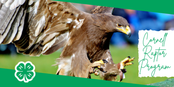 Cornell Cooperative Extension | Cornell Raptor Program Cornell Cooperative Extension | Cornell Raptor Program