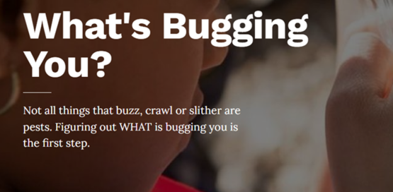 Cornell Cooperative Extension | What's Bugging You? -Pest rats ...