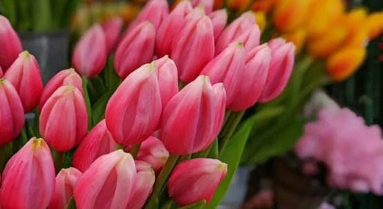 Cornell Cooperative Extension | 2025 CCE Winter Cut Flower Webinar Series