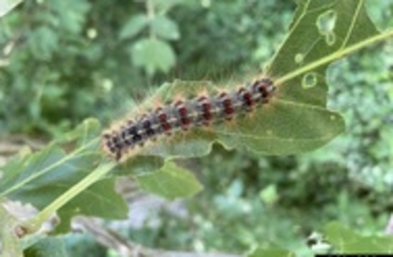 Cornell Cooperative Extension | Spongy Moth: Managing a Tree ...