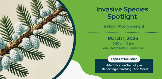Cornell Cooperative Extension | Invasive Species Spotlight: Hemlock ...