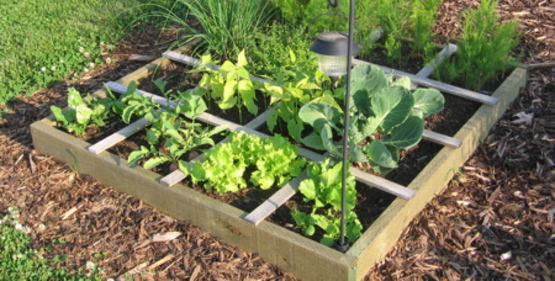 Cornell Cooperative Extension | 2025 Seed to Supper