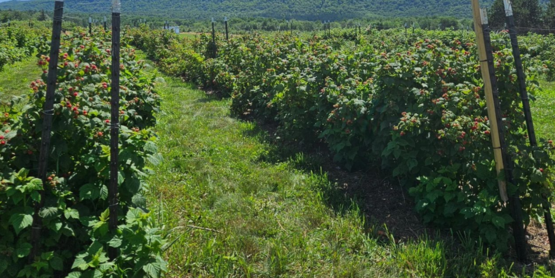 Cornell Cooperative Extension | New York Agriculture Tax Assessment Process