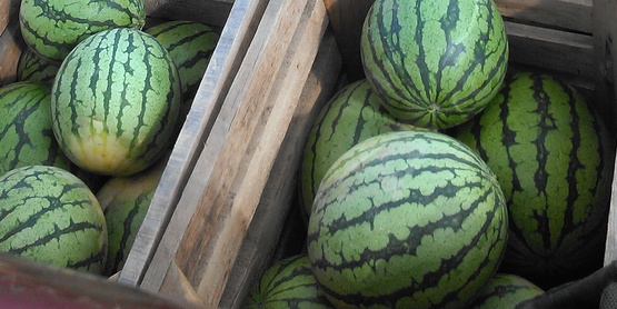 Cornell Cooperative Extension | Make a Watermelon Cooler