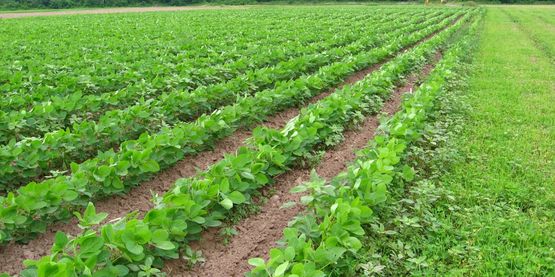 Cornell Cooperative Extension | Dry Beans Production