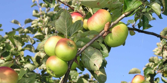 Cornell Cooperative Extension | Regional Storage Workshop for Tree ...