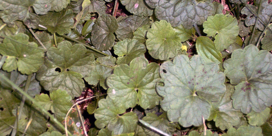 Cornell Cooperative Extension | Weed Identification and Management