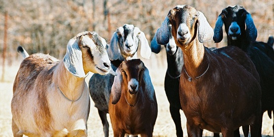 Cornell Cooperative Extension | Livestock Skill-a-Thon