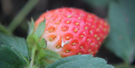 Cornell Cooperative Extension | Growing Small Fruit in the Home Garden