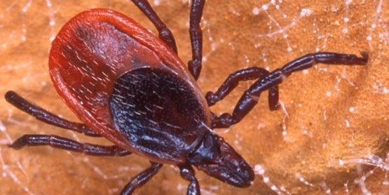 Cornell Cooperative Extension | AVOIDING AND MANAGING TICKS AROUND THE HOME