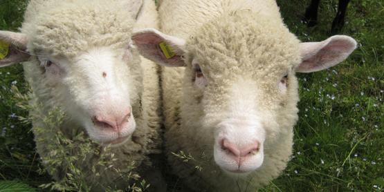 Cornell Cooperative Extension | Management of Internal Parasites in ...