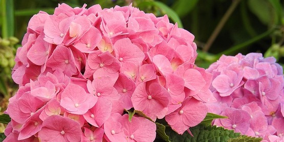 Cornell Cooperative Extension | POLLINATORS! ENHANCING HABITAT IN OUR ...