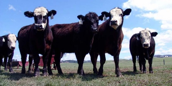 Cornell Cooperative Extension | Beef Quality Assurance Training