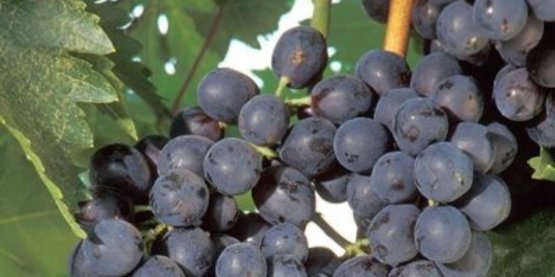 Cornell Cooperative Extension | Grape Growers Potluck and Educational ...