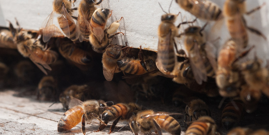Cornell Cooperative Extension | Bee-ginning Backyard Beekeeping