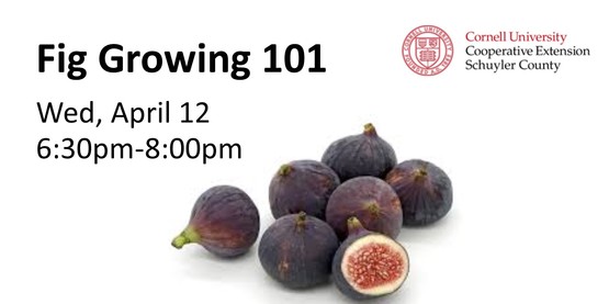 Cornell Cooperative Extension | Fig Growing 101