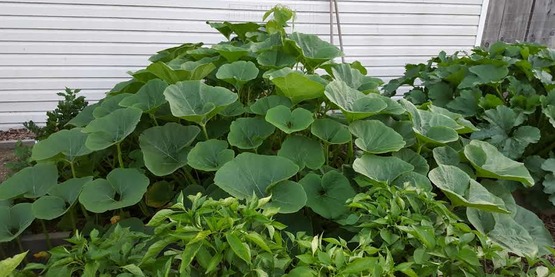 Cornell Cooperative Extension | Seed to Supper