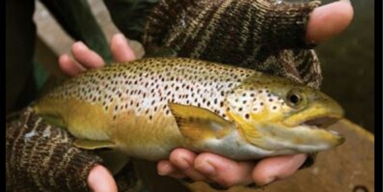 Cornell Cooperative Extension | 10th Annual Yates County Youth Fishing ...