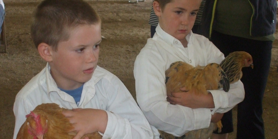 Cornell Cooperative Extension | Poultry Pullorum Testing