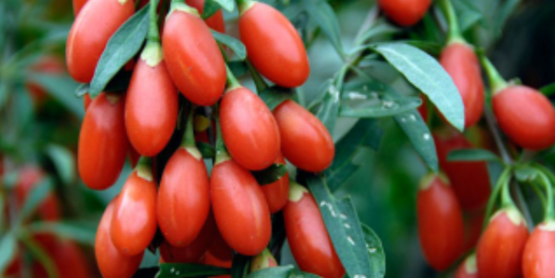 Cornell Cooperative Extension | Uncommon Fruits of the Northeast