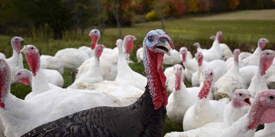 Cornell Cooperative Extension | Turkey (and Poultry) Processing Course