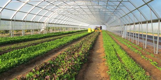 Cornell Cooperative Extension | Extending the Growing Season with High ...