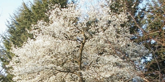 Cornell Cooperative Extension | TREE CARE: RIGHT TREE RIGHT PLACE